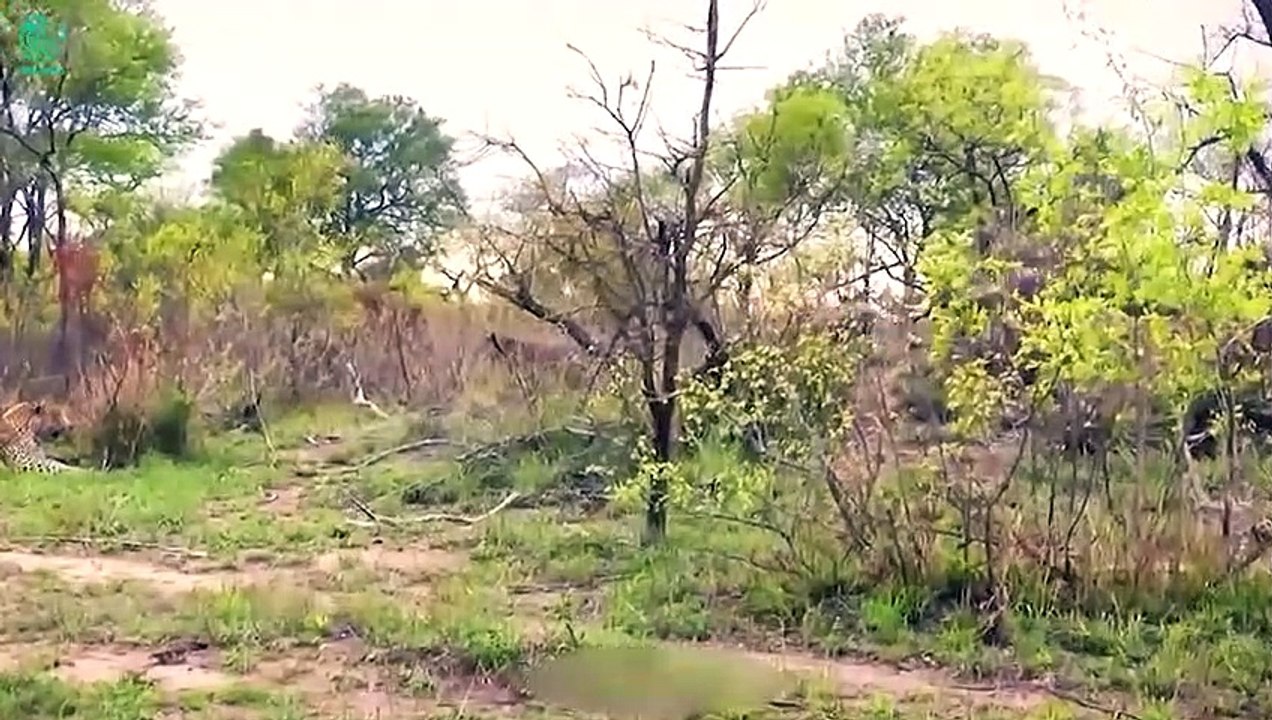 15 Times Weasel Attacks And Torture Of Scary Prey Caught on Camera ...
