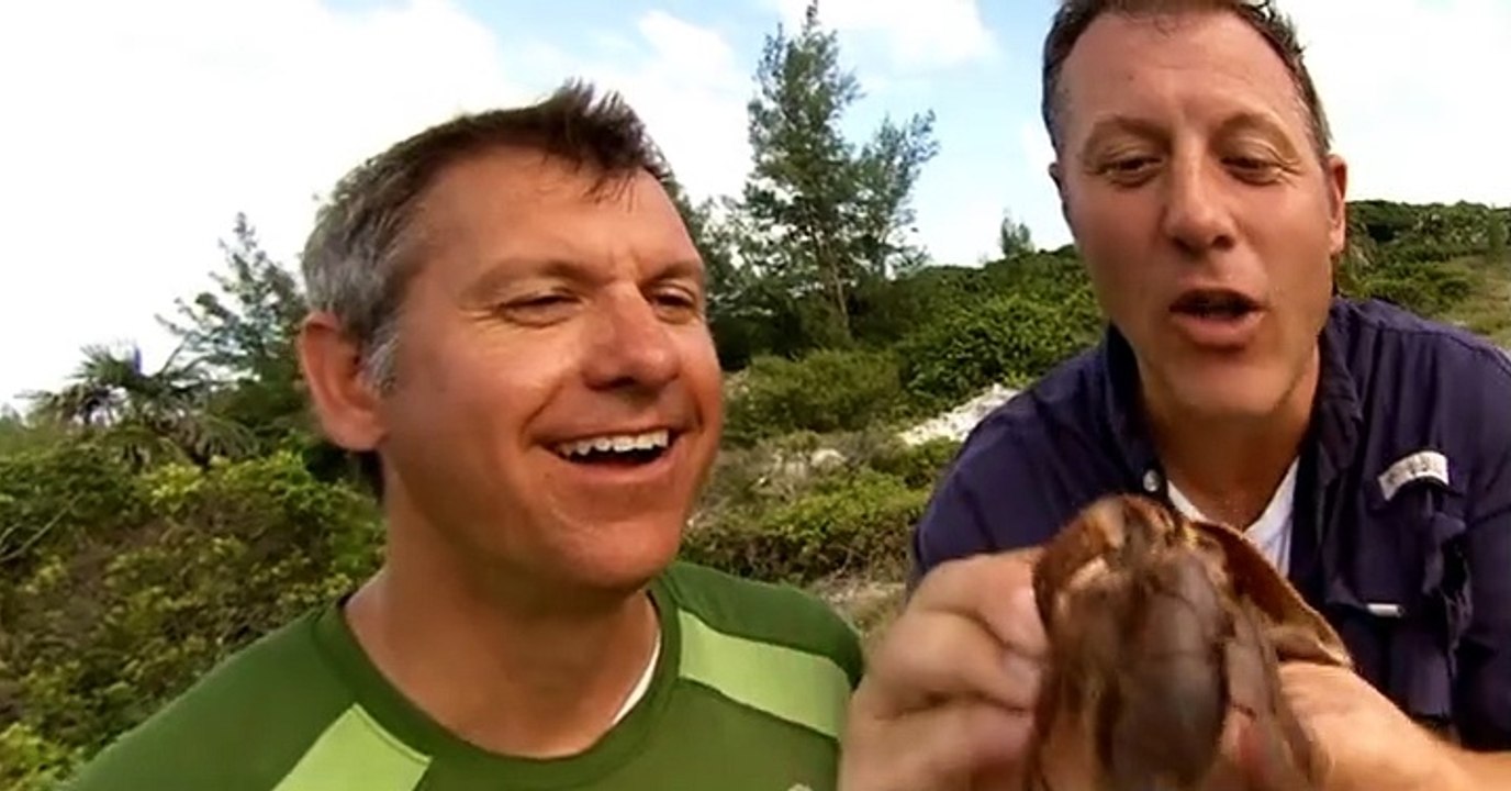 Wild Kratts Wild Kratts S03 E001 – The Hermit Crab Shell Exchange ...