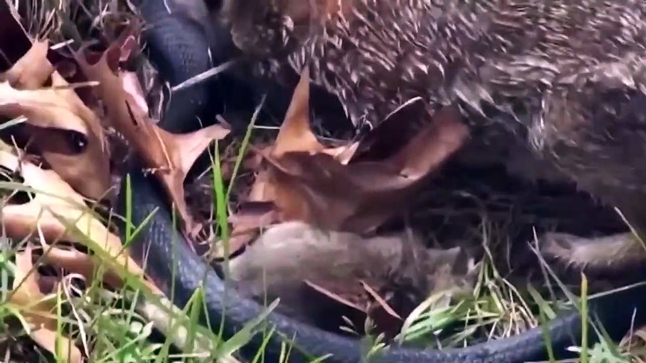 Lion Attack Hippo to Free Cheetah - Big Battle of Leopard vs Python ...