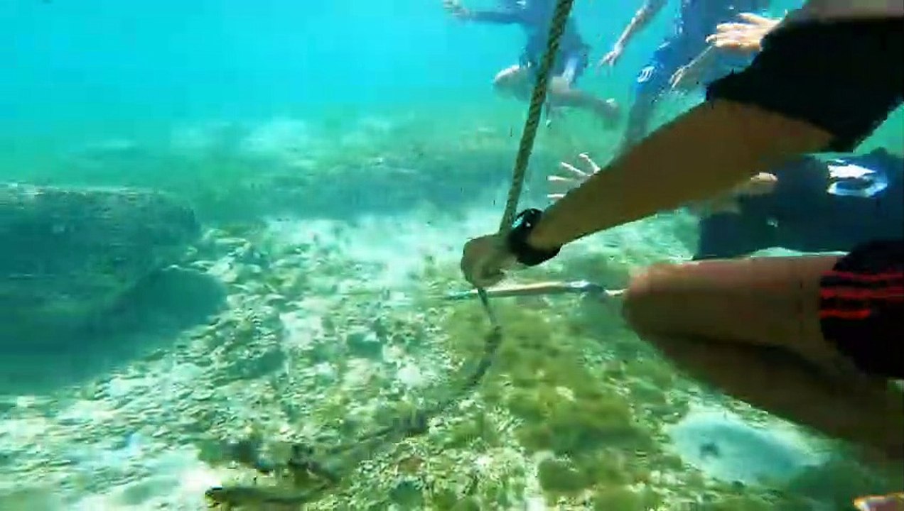 Sang Volg - Săn Con THUỒN LUỒNG Biển Sinh Vật Kỳ Lạ Nữa Lương Nữa Cá ...