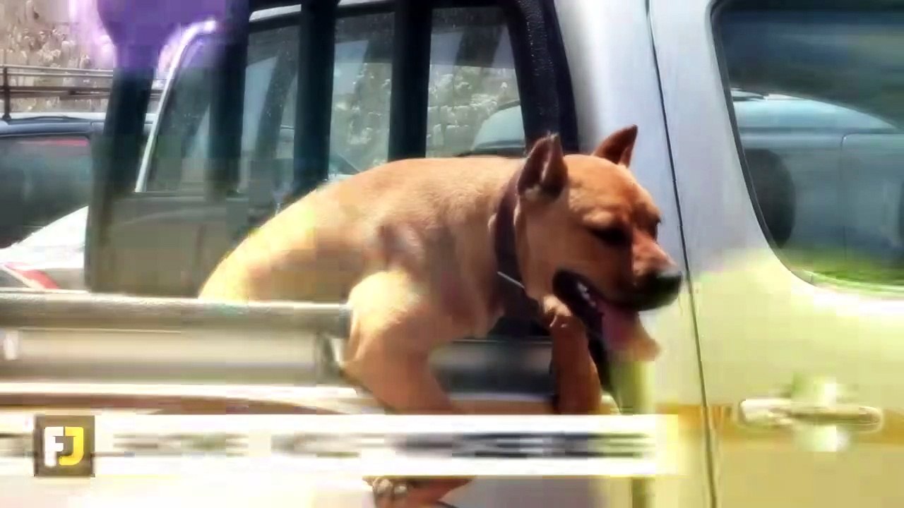 10 Times Dogs Defeated Wild Animals - video Dailymotion