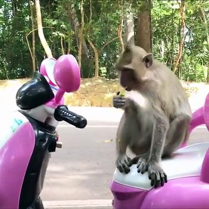 Cute and Funny Monkey video | Howler the Hilarious Monkey | A Tail of ...