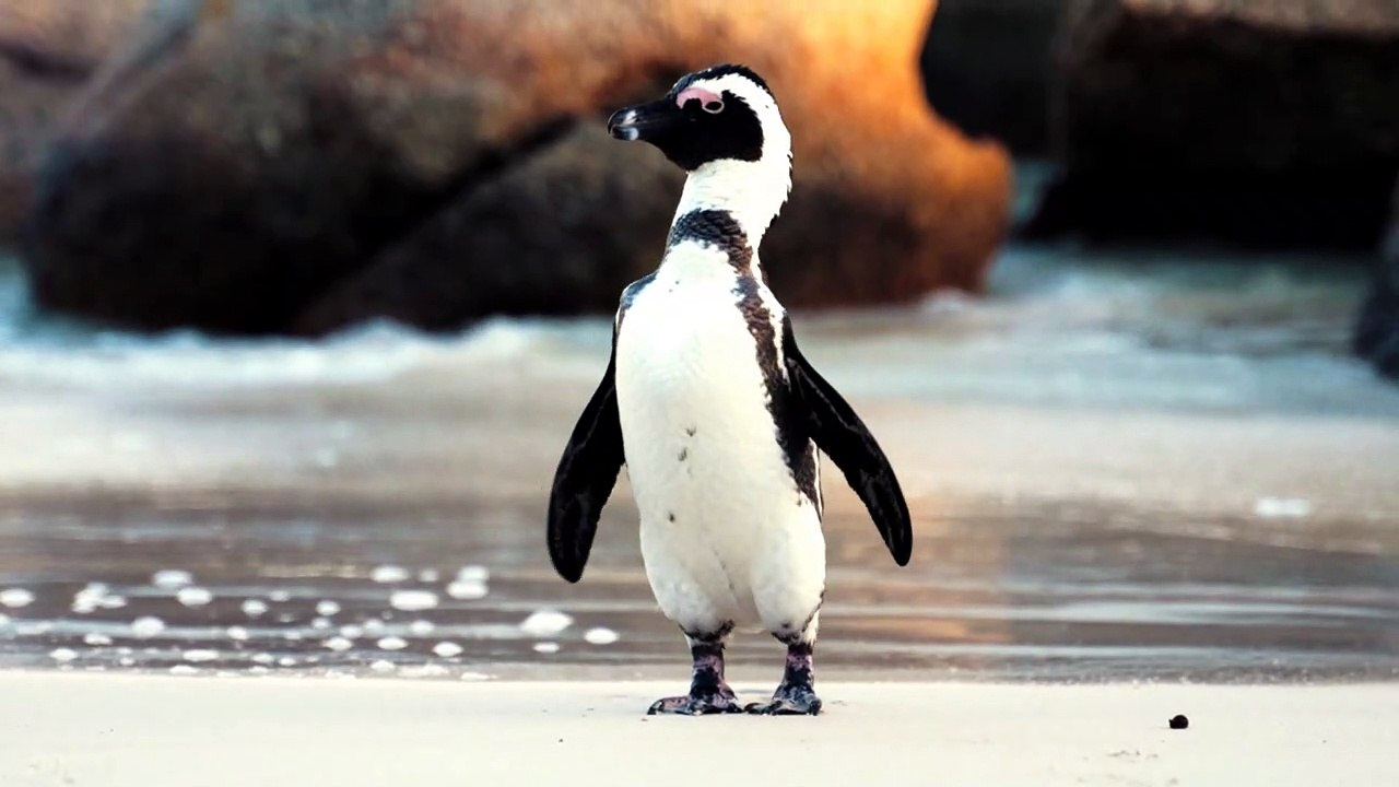 Penguin 4k 60 fps Ultra HD - video Dailymotion