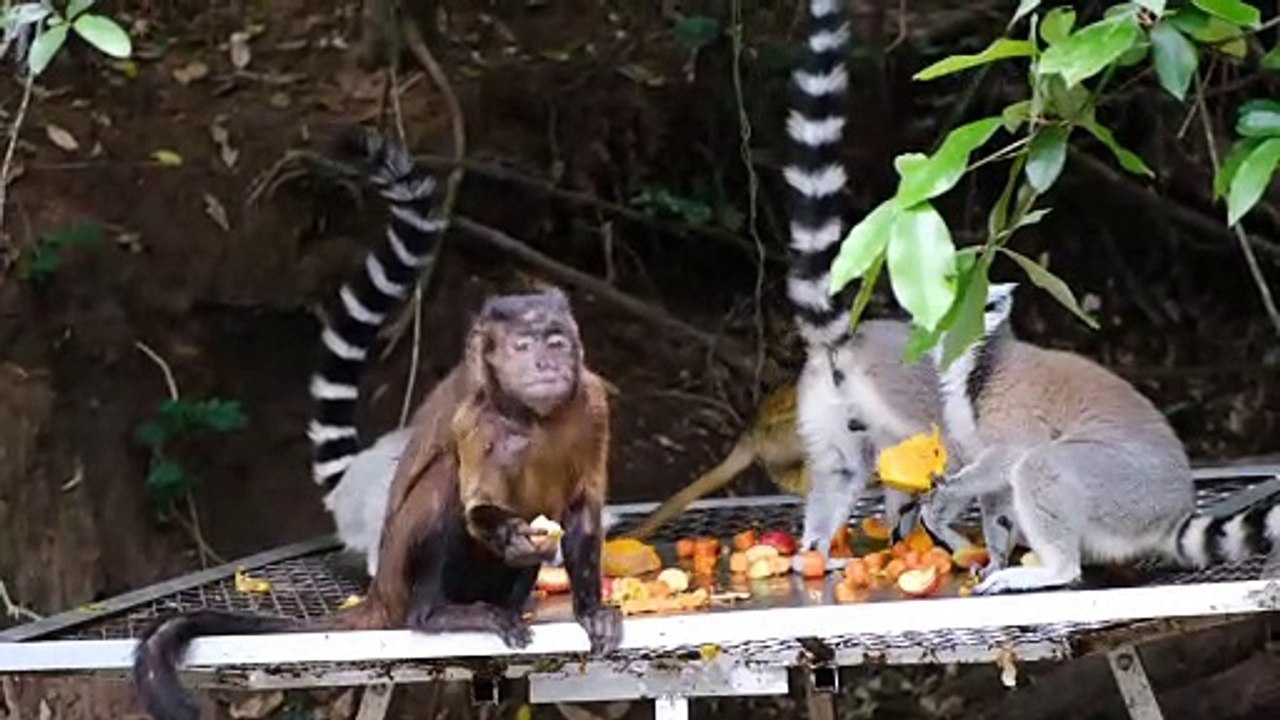Wildlife UHD 4k 30fps - video Dailymotion