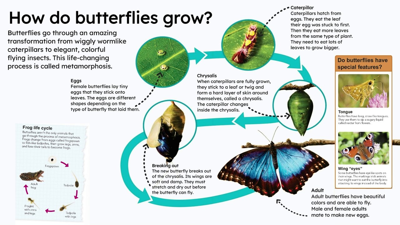 How do butterflies grow? - video Dailymotion