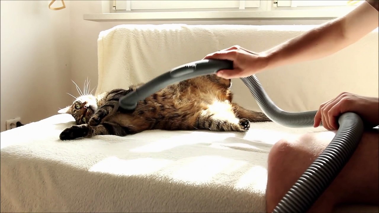 Bobo Cat Really Loves Being Vacuumed - Vidéo Dailymotion