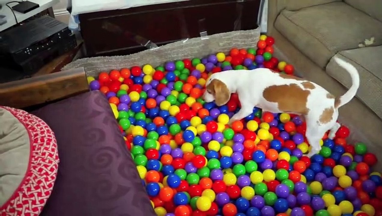 Best Dog Birthday Surprise_ DIY Ball Pit for Maymo - Vidéo Dailymotion