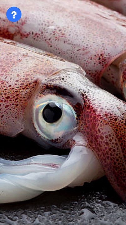 Largest eyes Animal? | Largest Eyes | know This - video Dailymotion