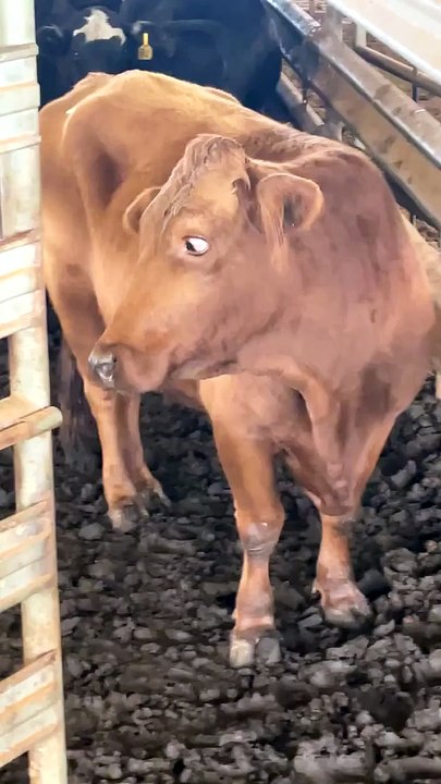 Cross-Eyed Cow Looks Like She Has Googly Eyes - video Dailymotion
