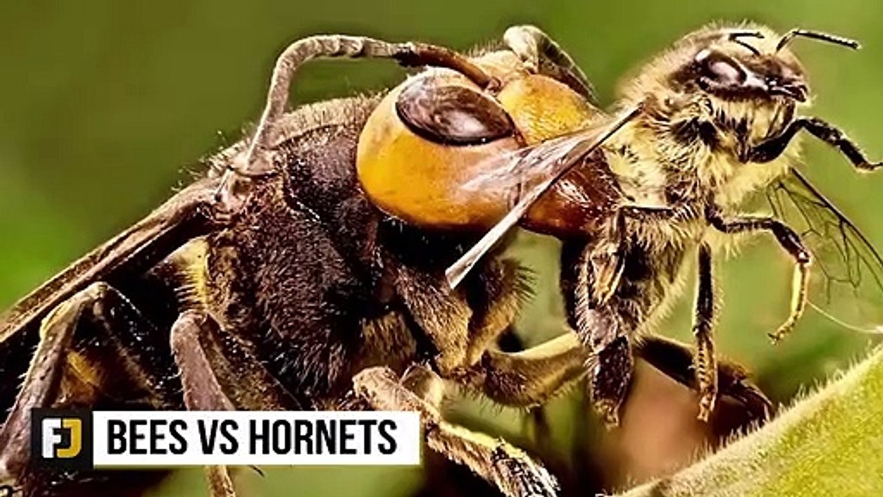 10 Animals That Hate Each Other - video Dailymotion