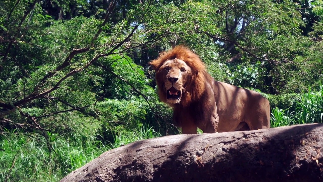 FAKTA UNIK TENTANG SINGA SI RAJA HUTAN - Video Dailymotion