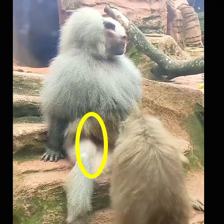 Funny Animal's |Funny Video| Funny Mankey| Mankey Video|#Funnuanimals ...