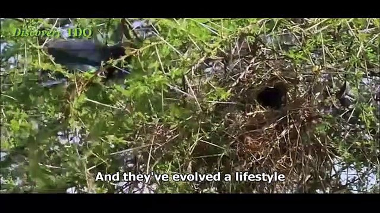Nature_Animal_Documentary_[Part_02]_-_English_Subtitles(360p) - video ...