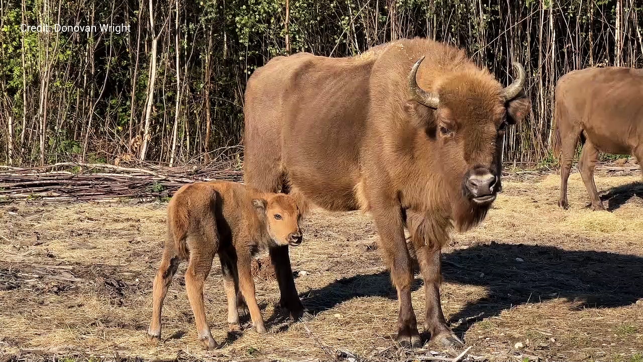 Bison calf in Kent woodland