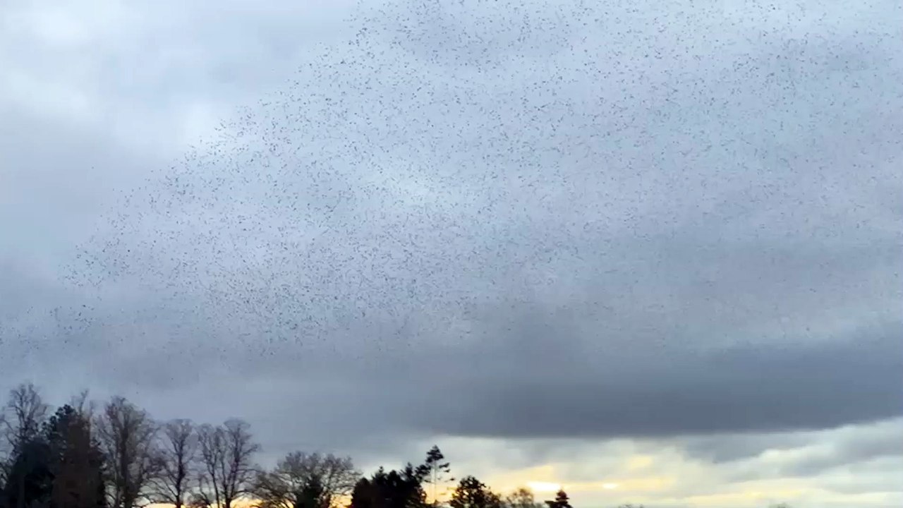 Stunning starling murmuration forms animal shapes of whale, bird and ...