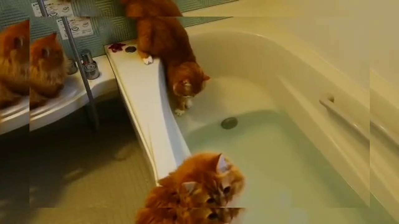 Cats against water? funny scene - video Dailymotion