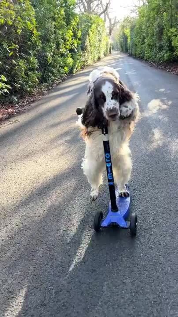 Dog Riding Scooter