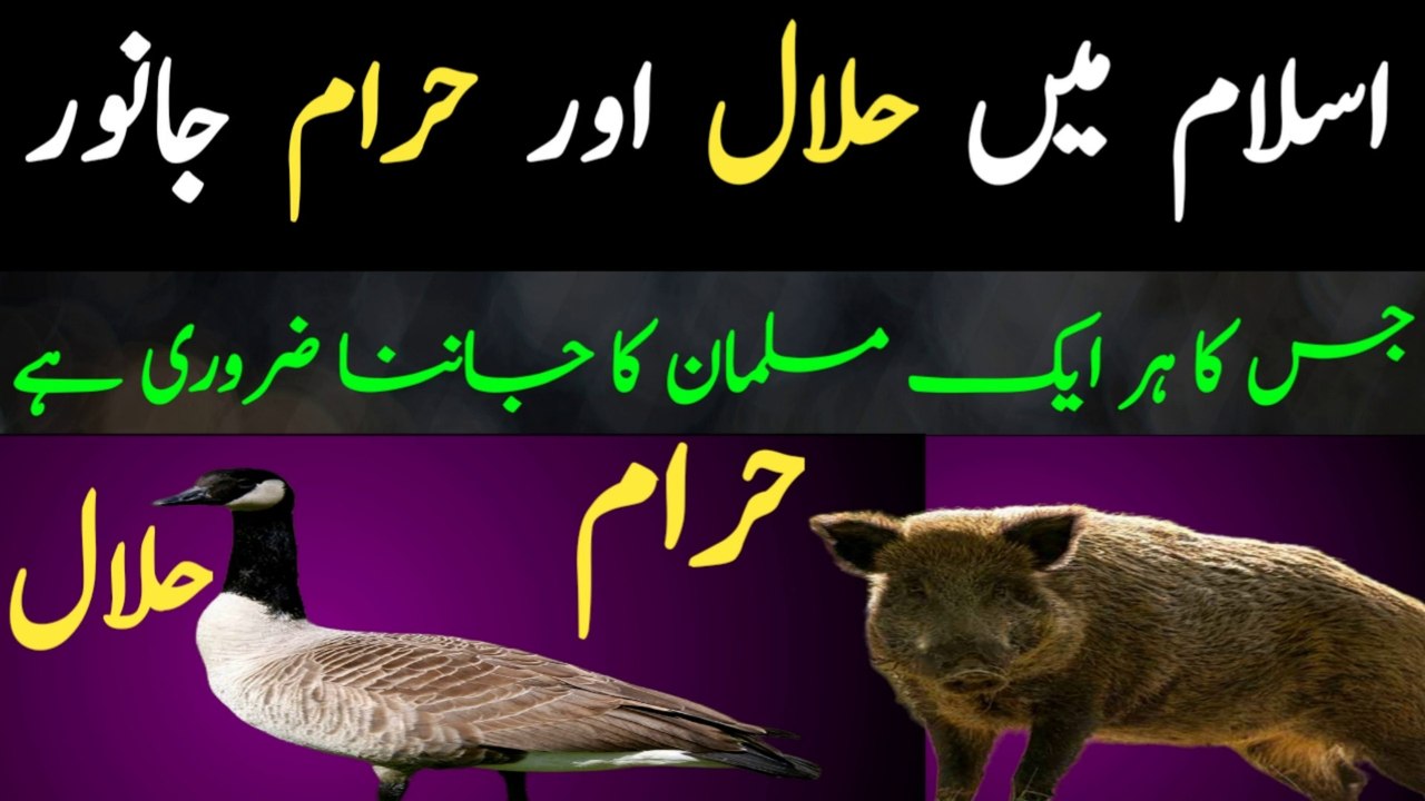 Halal and Haram Animals in Islam | Islam Mai Halal Aur Haram Janwar Kon ...