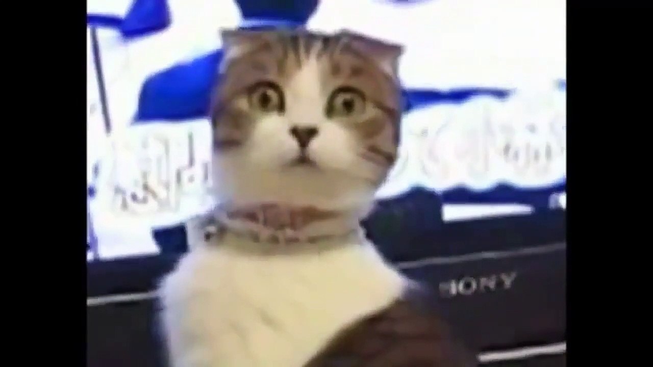 Epic Cute and Funny Cats - Super Funny Cats - Vidéo Dailymotion