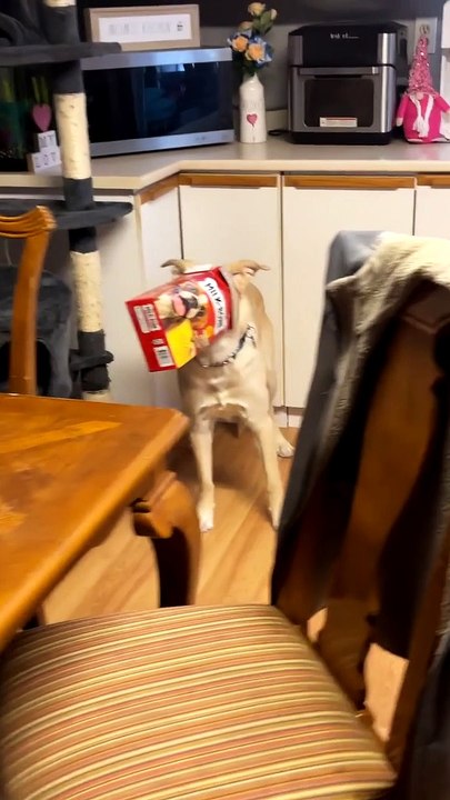 Doofus Doggie Gets Head Stuck In Treat Box - video Dailymotion