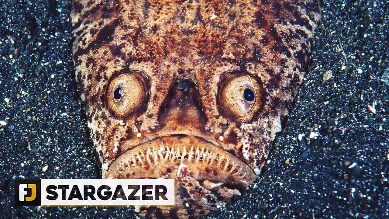 10 Scariest Ocean Creatures Caught On Camera - video Dailymotion