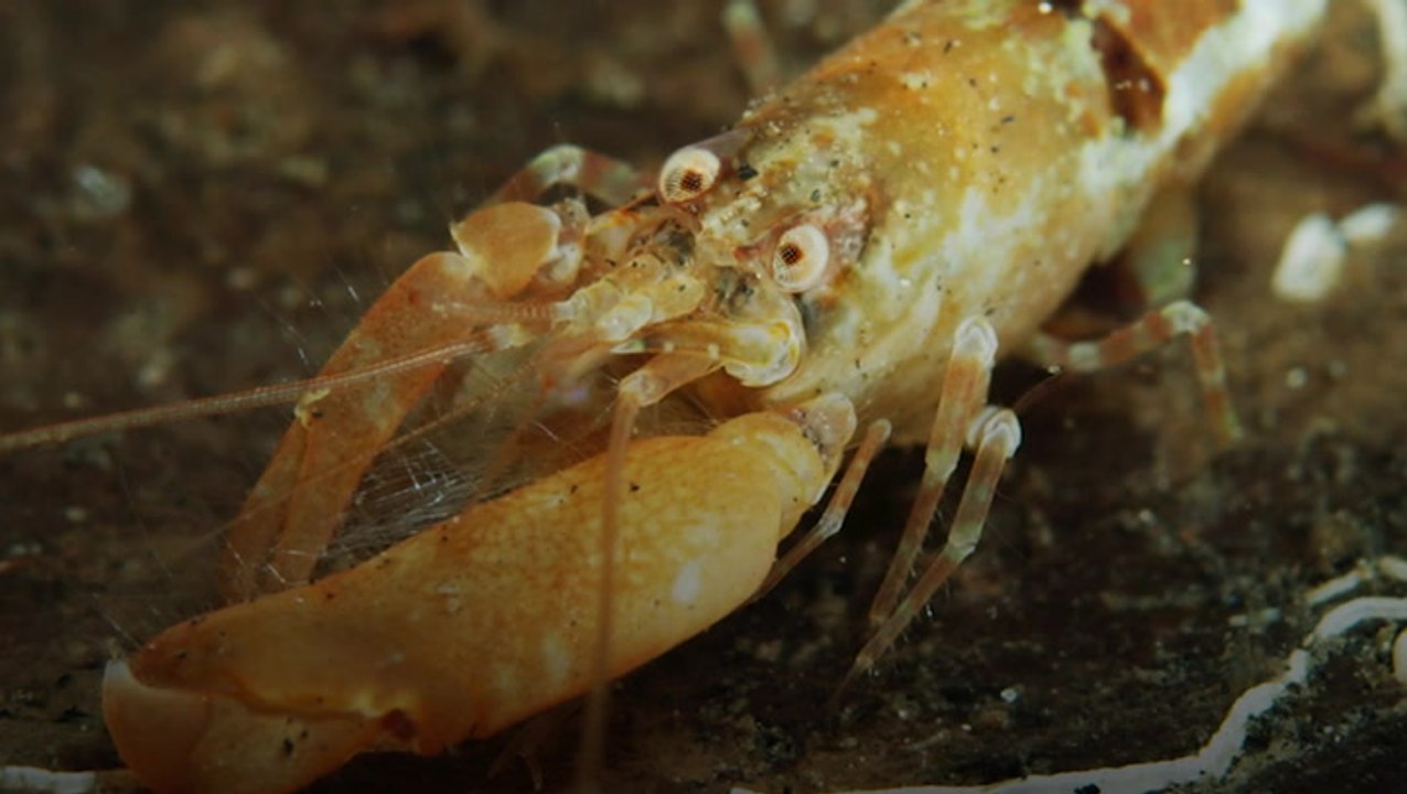 Shrimps snap claws to create ‘catastrophic’ shock waves that ‘stun ...