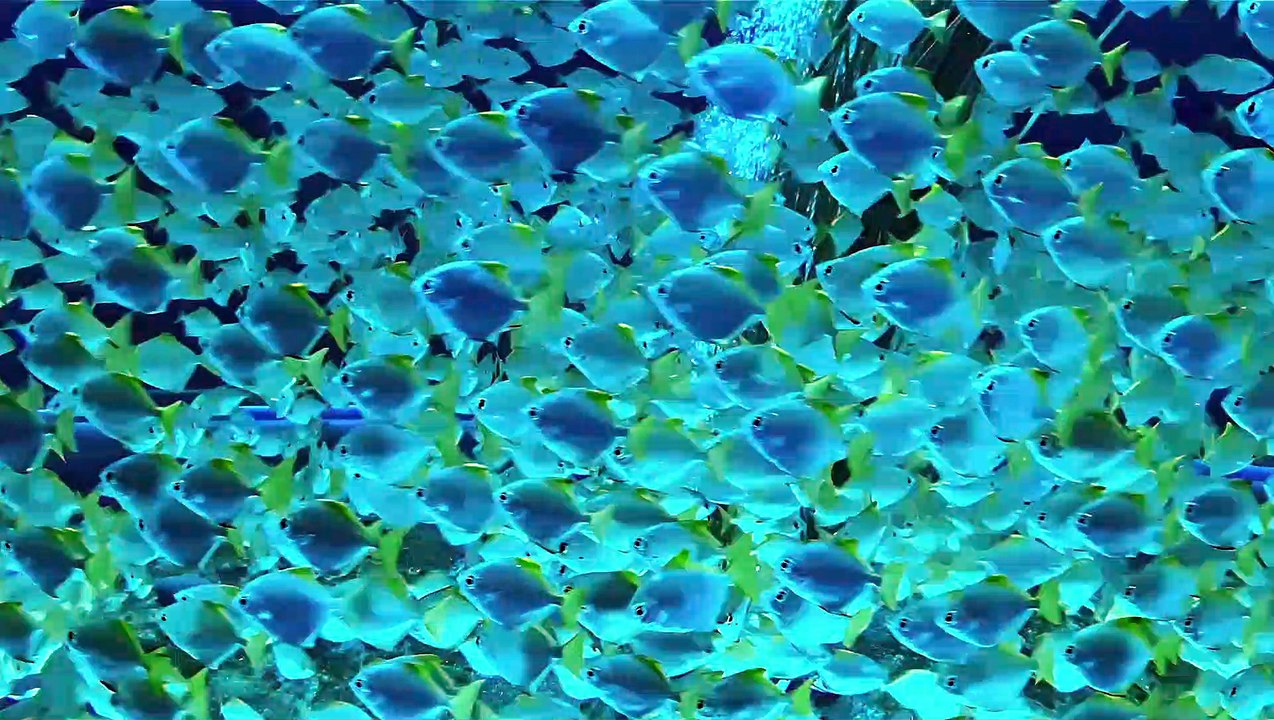 fish underwater 4k HDR Dolby vision - video Dailymotion