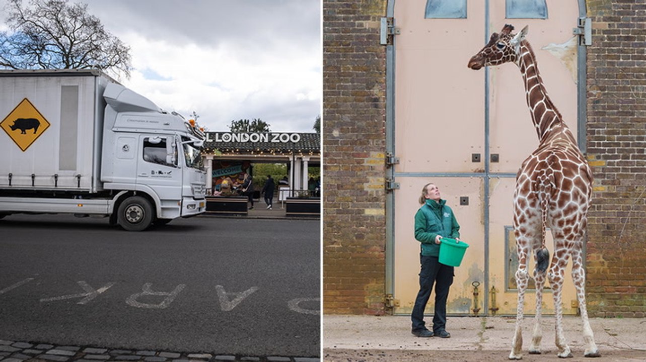 Giraffe transported in ‘convertible’ to London zoo before moving to ...