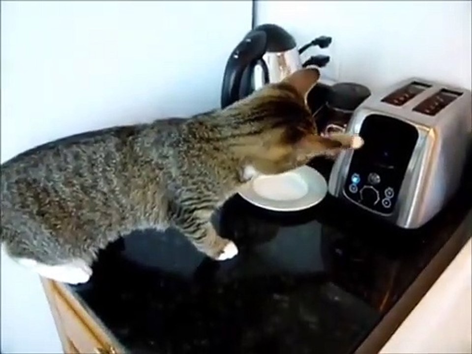 FUNNY CRAZY CAT VIDEOS COMPILATION - Vidéo Dailymotion