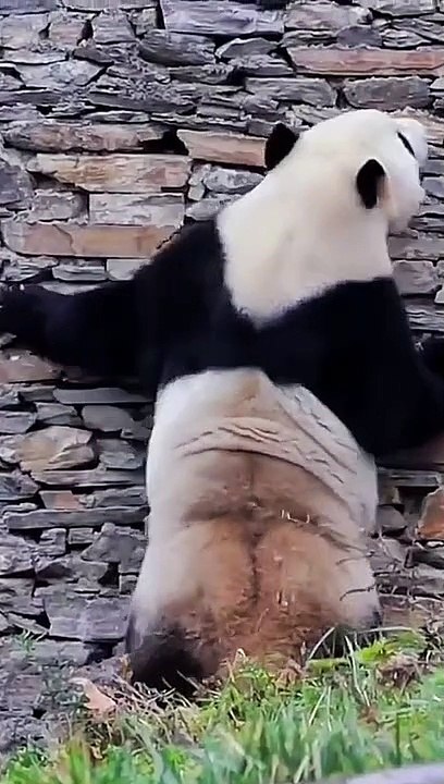 panda dance - فيديو Dailymotion