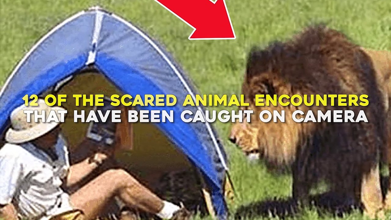 11 Scariest Animal Encounters Caught On Camera - video Dailymotion