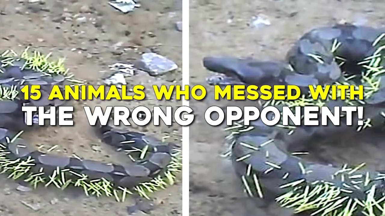 15 Animals Who Messed with The Wrong Opponent - video Dailymotion