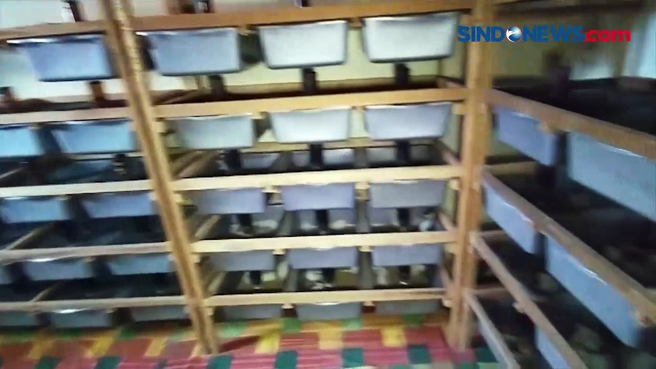 Budi Daya Mencit dan Tikus Putih untuk Penelitian dan Pakan Reptil ...