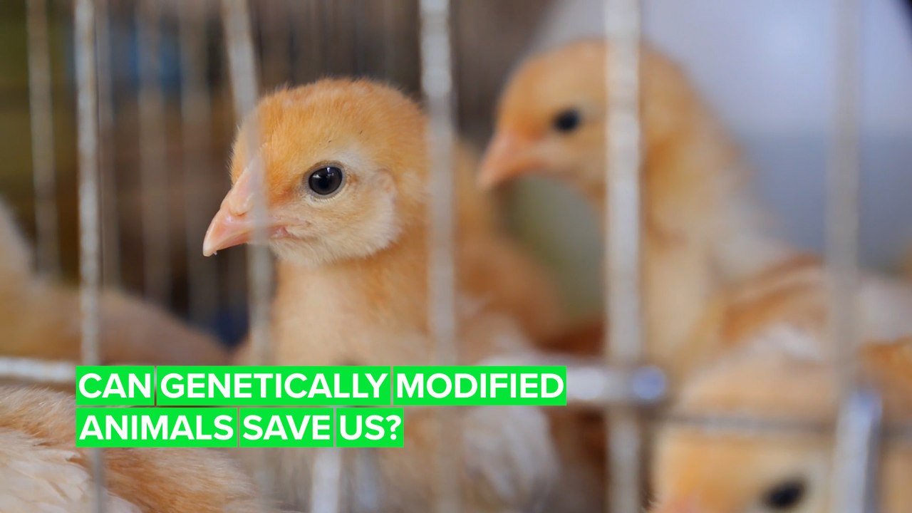Genetically modified animals could be the key to our survival - video ...