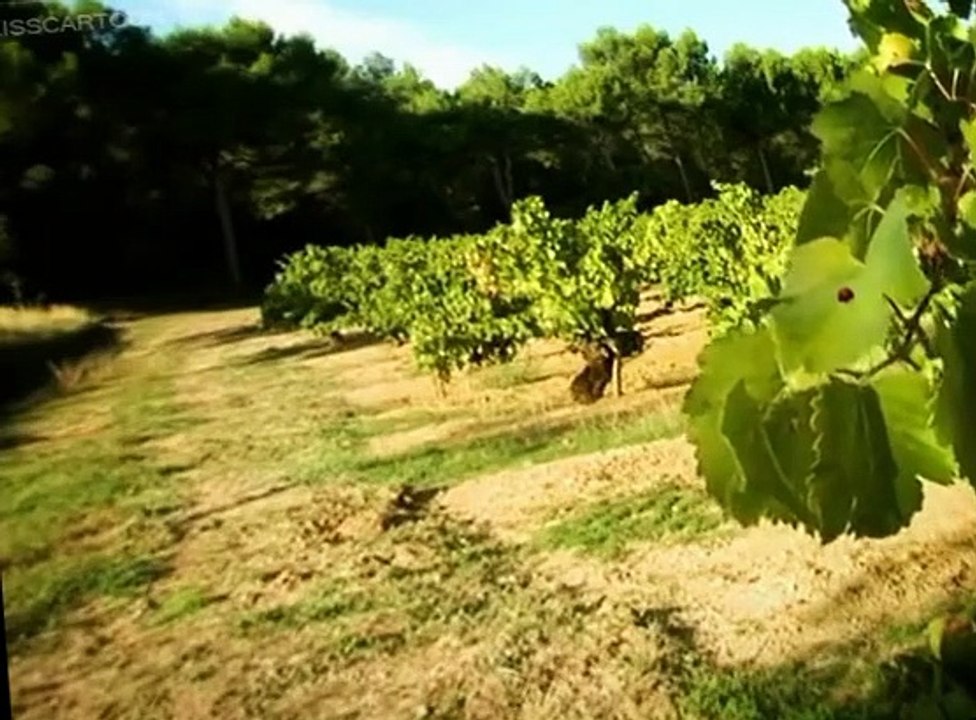 Minuscule Minuscule S03 E015 The Zzzzz Patrol - video Dailymotion