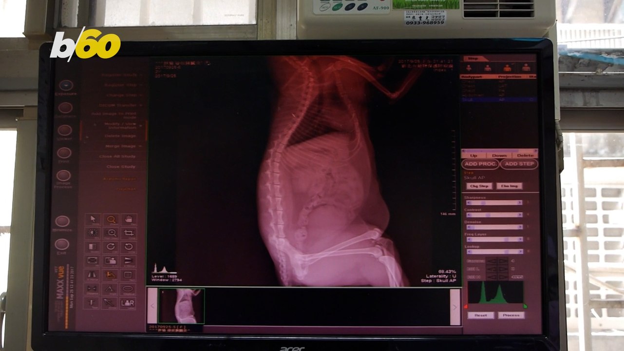 ‘Cat-astrophic Mistake’ Sees Pet X-rayed at Airport - video Dailymotion
