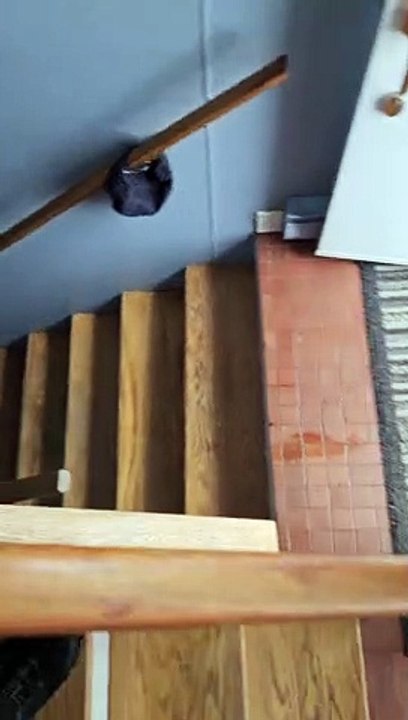 Deer Tears Through The House - video Dailymotion