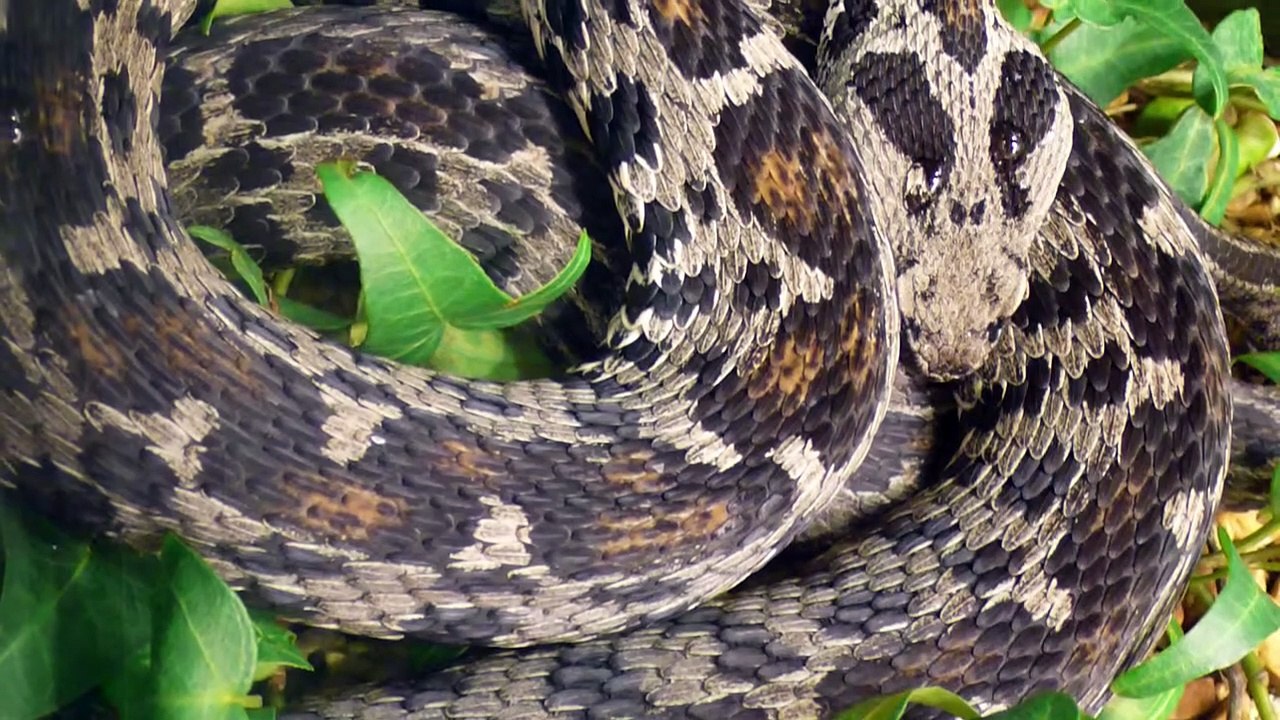 10 Rarest Snakes in the World - video Dailymotion