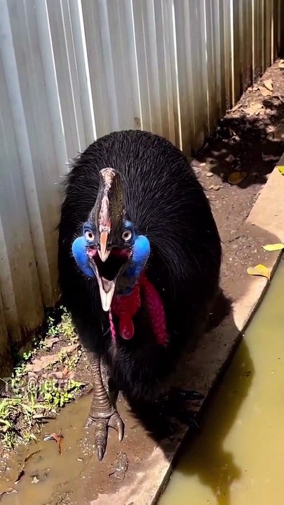 What sound does Cassowary make - the most dangerous bird in the world ...
