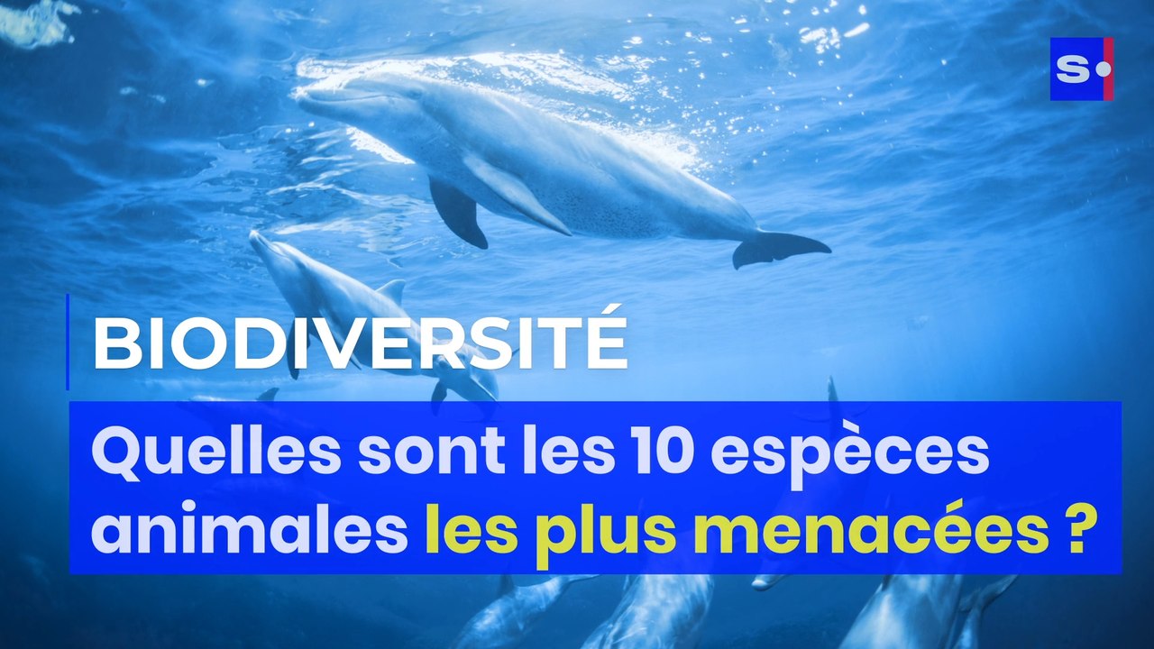 Quelles Sont Les 6 Espèces Les Plus Menacées De Belgique – GLJY