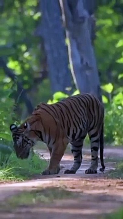 Flehmen response is a behavior in which an animal curls back its upper ...
