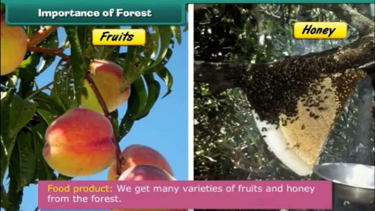 class-5-science-living-things-depend-on-each-other - video Dailymotion