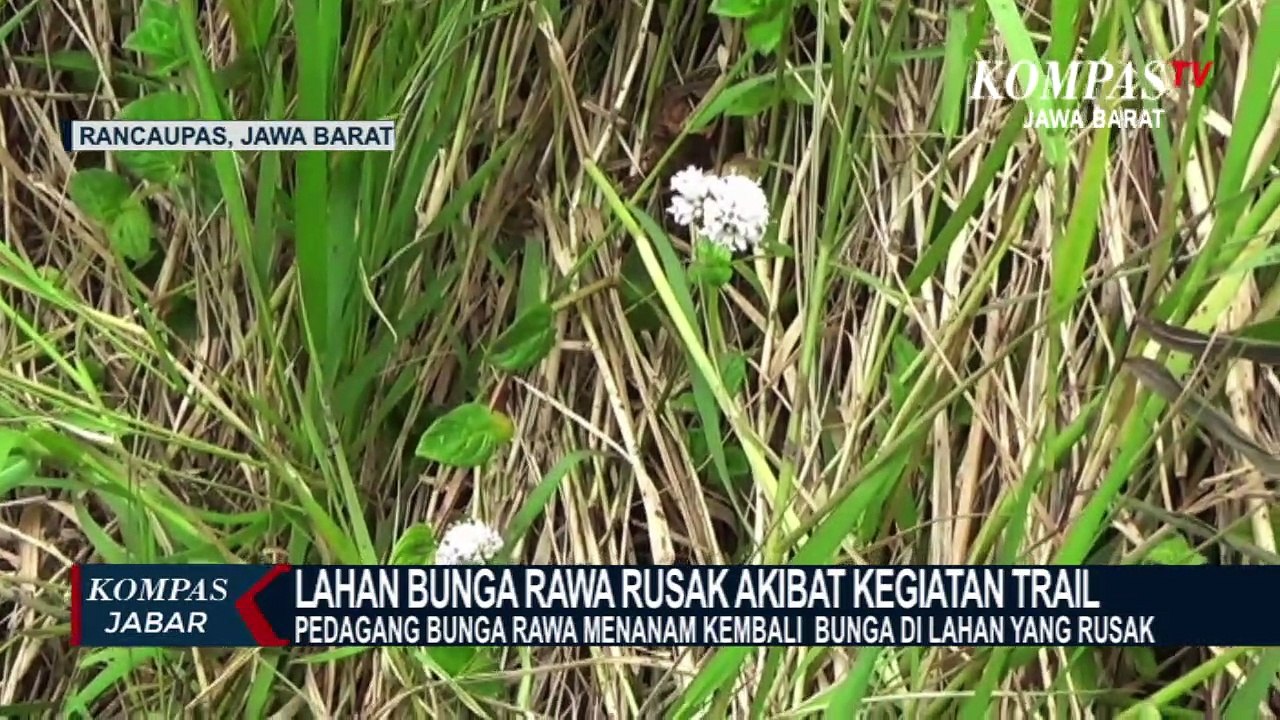 Lahan rusak, penjual bunga rawa kecewa! - Video Dailymotion