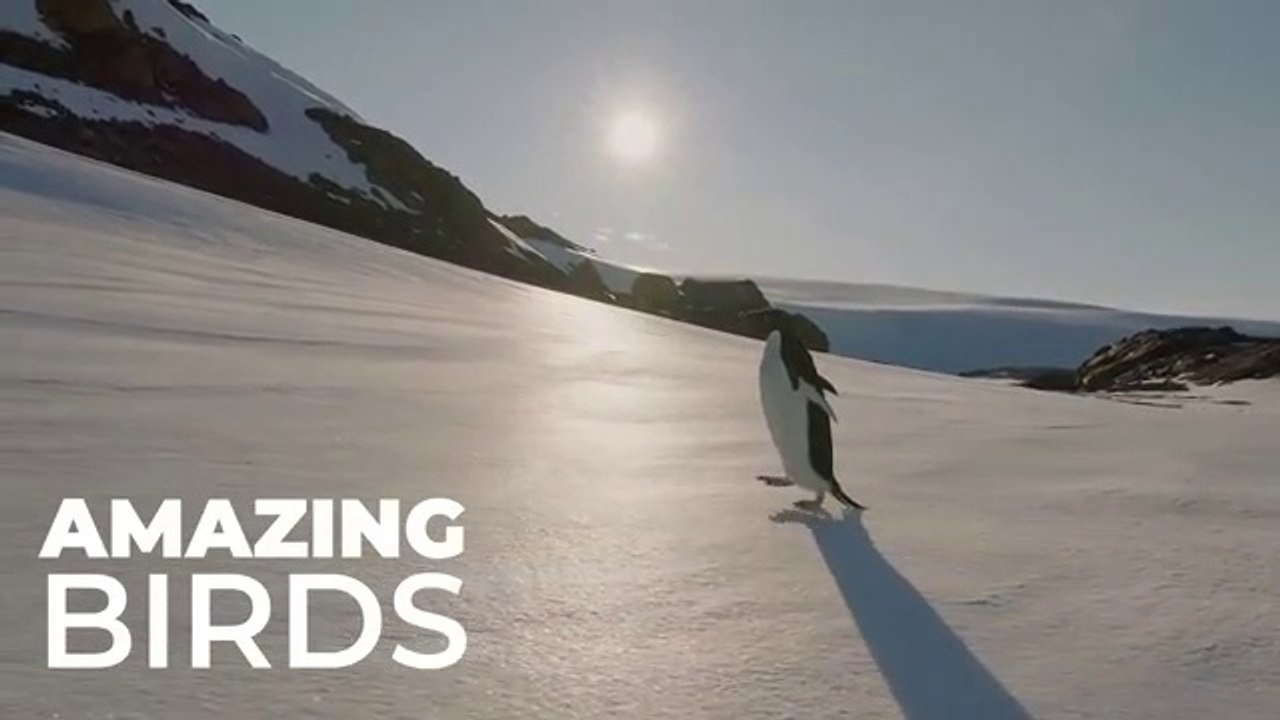 Amazing_World_of_Birds_12K_ULTRA_HD_#12k_#birds_#wildlife(360p) - video ...