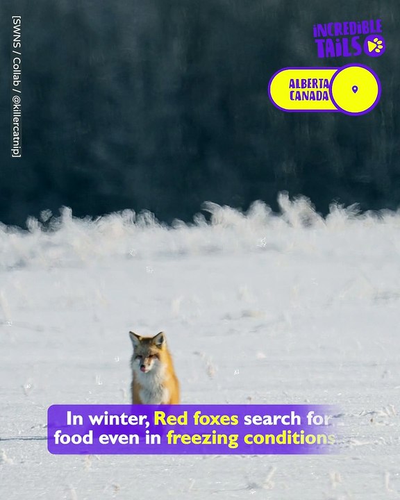 Winter may be cold, but this fox knows how to have fun in the snow! ️ ...