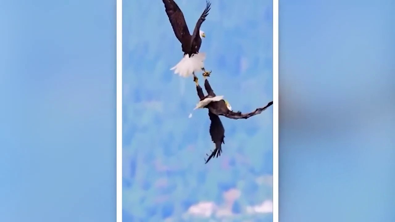 Even Eagles Are Afraid of This Deadly Bird 2023 - video Dailymotion
