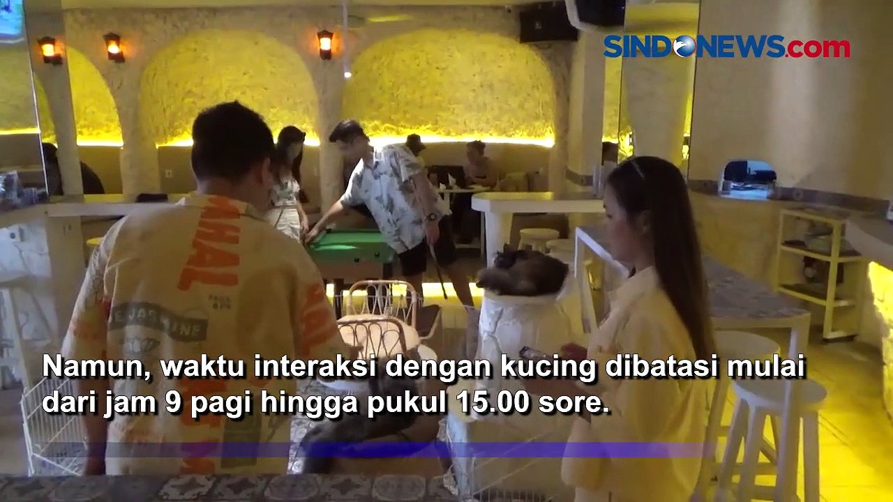 Serunya Ngopi Bareng Kucing Langka Maine Coon Polidaktil - Video Dailymotion