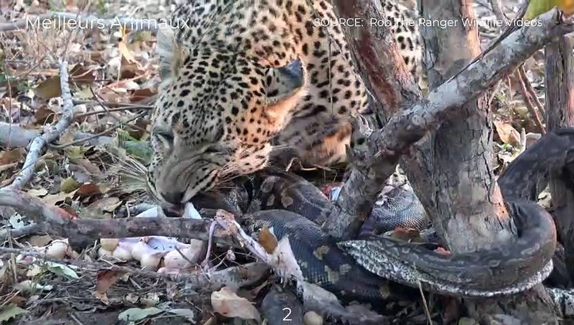 Leopards Eating Its Prey