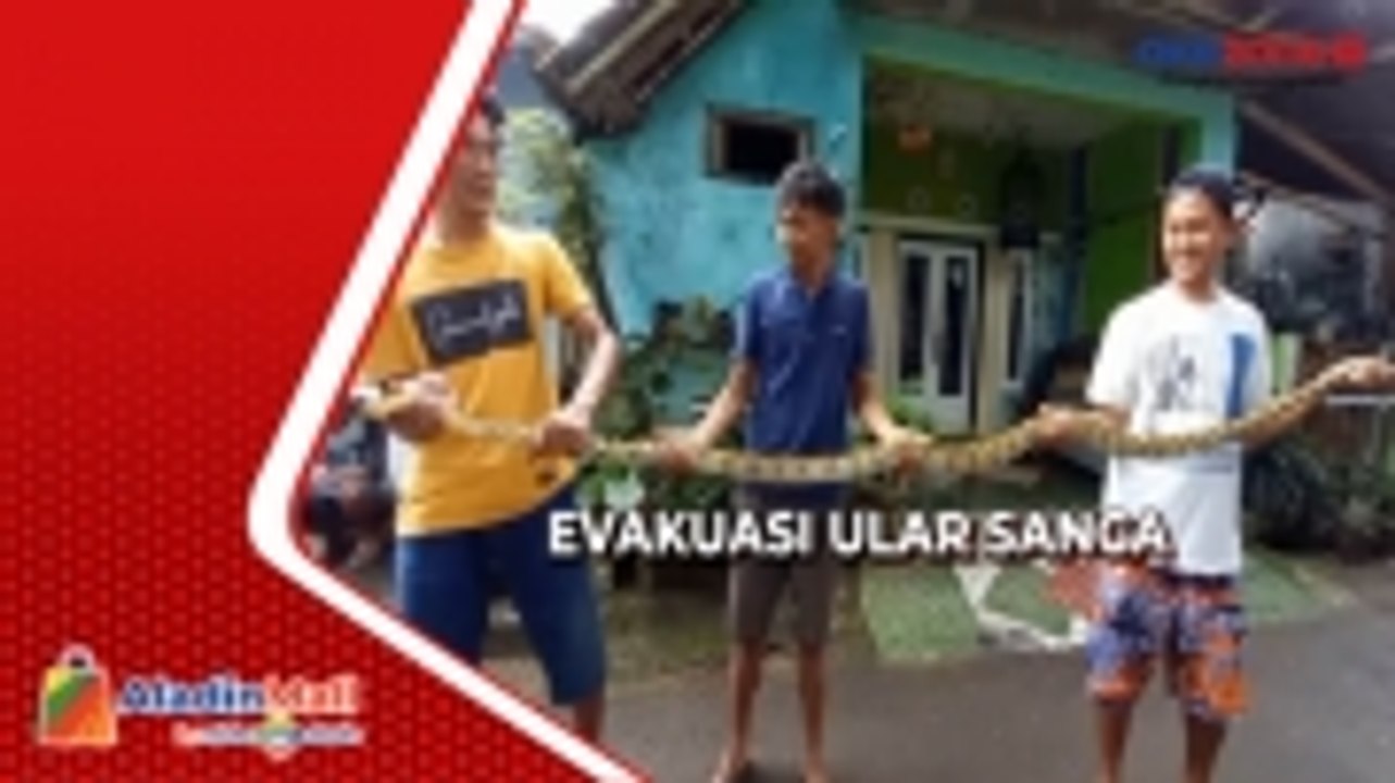 Tanpa Alat Pelindung, Warga di Majalengka Evakuasi Ular Sanca di Atas ...