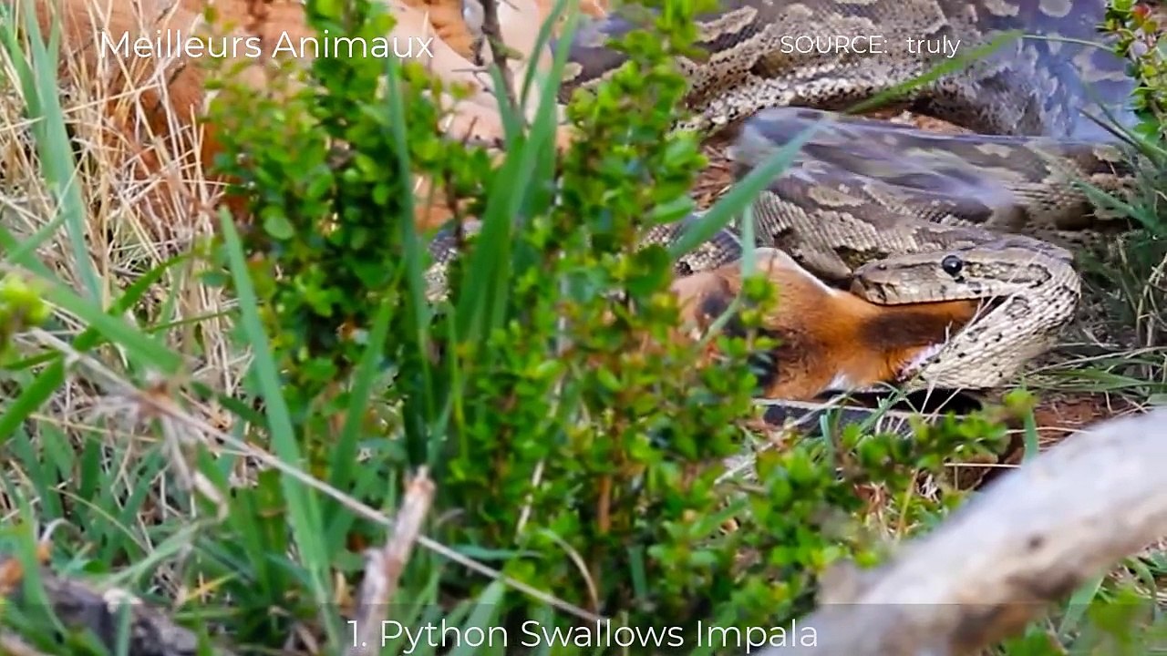 9 Crazy Moments Python Hunting, Swallow Preys - video Dailymotion